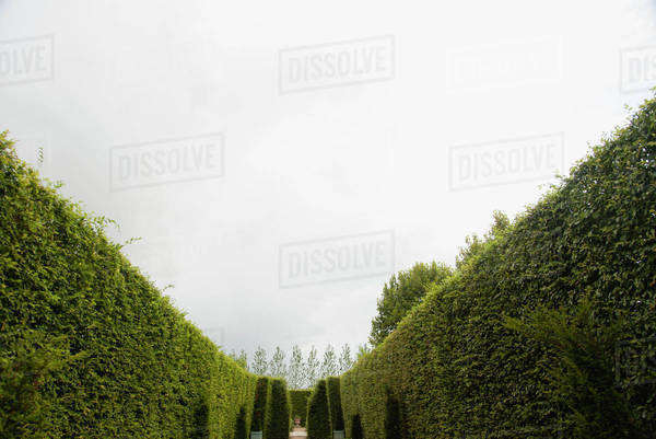 Tall hedges in garden - Royalty-free Stock Photo | Dissolve