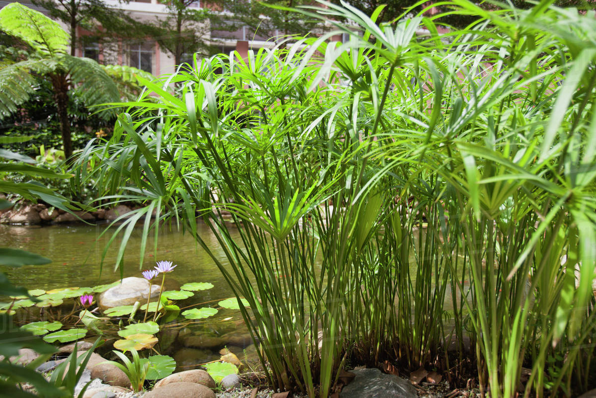 Papyrus growing at edge of pond - Royalty-free Stock Photo | Dissolve