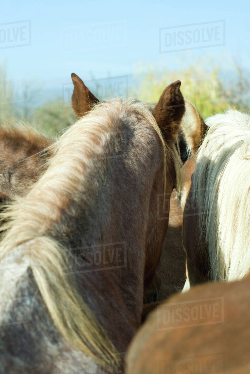 Two horses side by side, rear view, cropped - Royalty-free Stock Photo ...