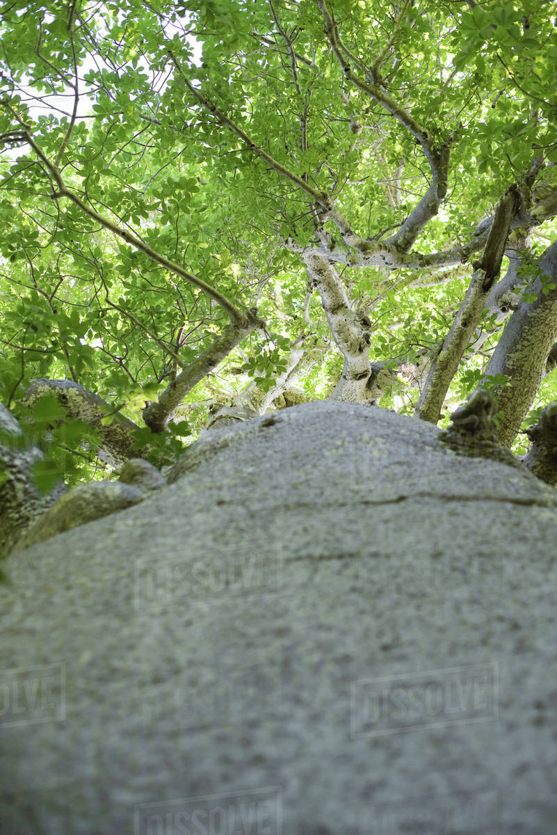 Tree, low angle view - Royalty-free Stock Photo | Dissolve
