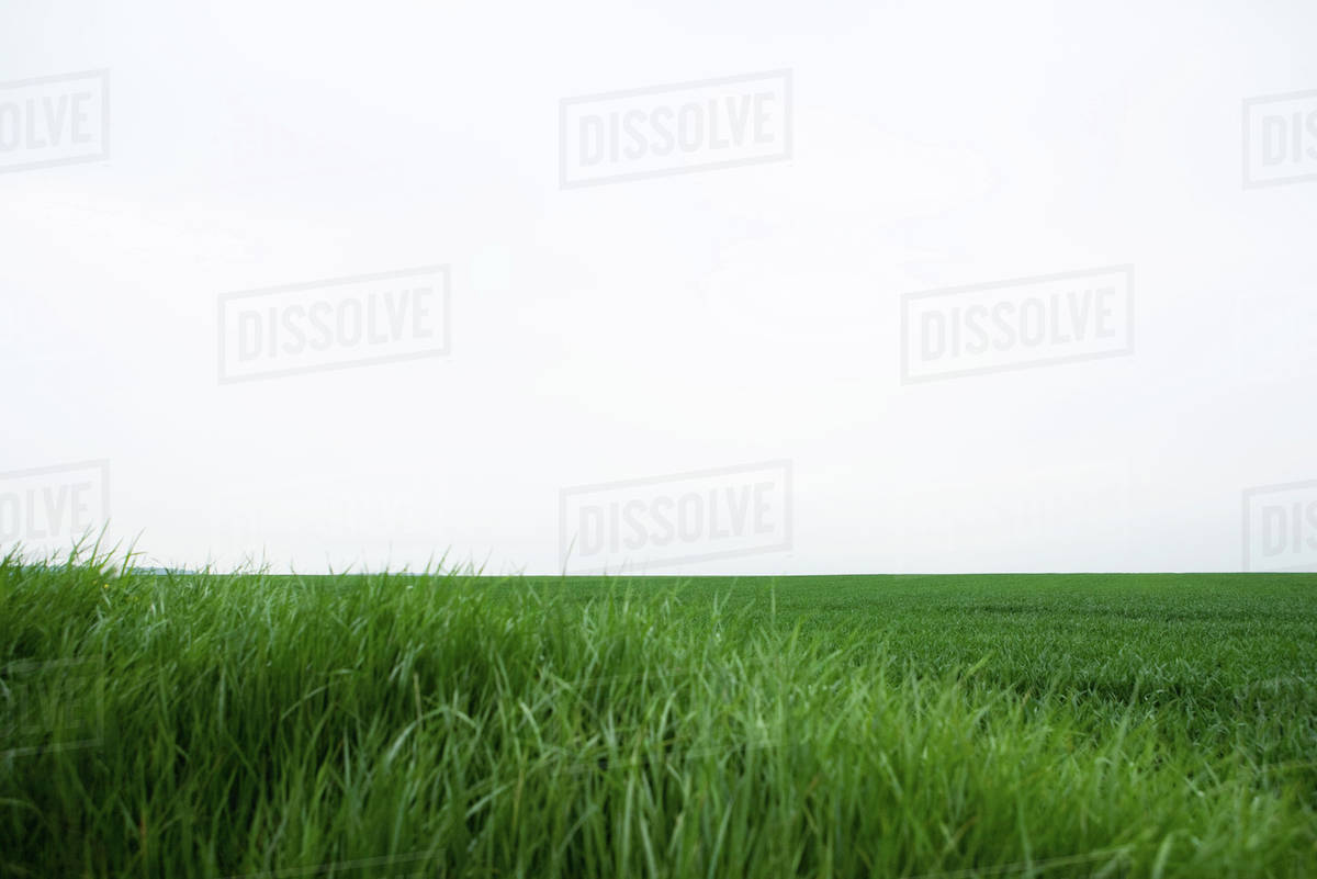 Verdant field and horizon - Royalty-free Stock Photo | Dissolve