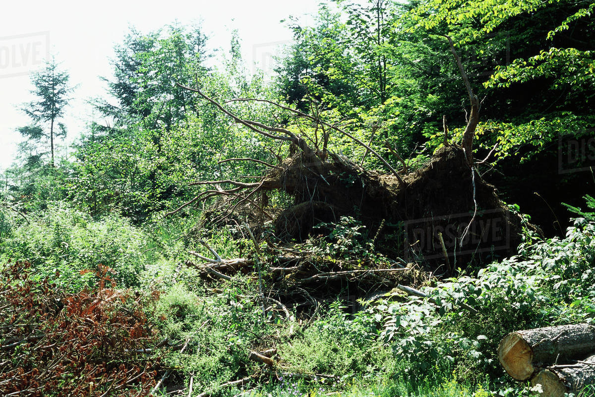 Uprooted tree - Stock Photo - Dissolve