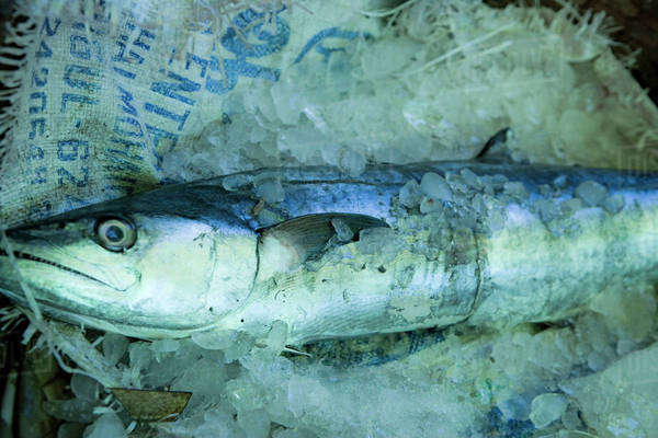 Fresh raw fish packed in ice - Royalty-free Stock Photo | Dissolve