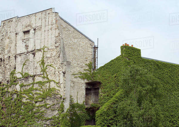 Ivy-covered building - Royalty-free Stock Photo | Dissolve