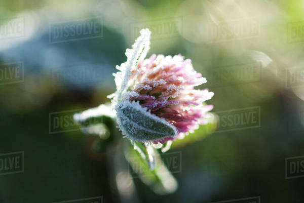 Frost-covered clover - Royalty-free Stock Photo | Dissolve