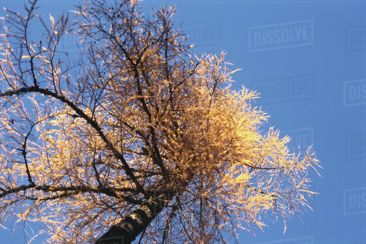 Tree, low angle view - Stock Photo - Dissolve