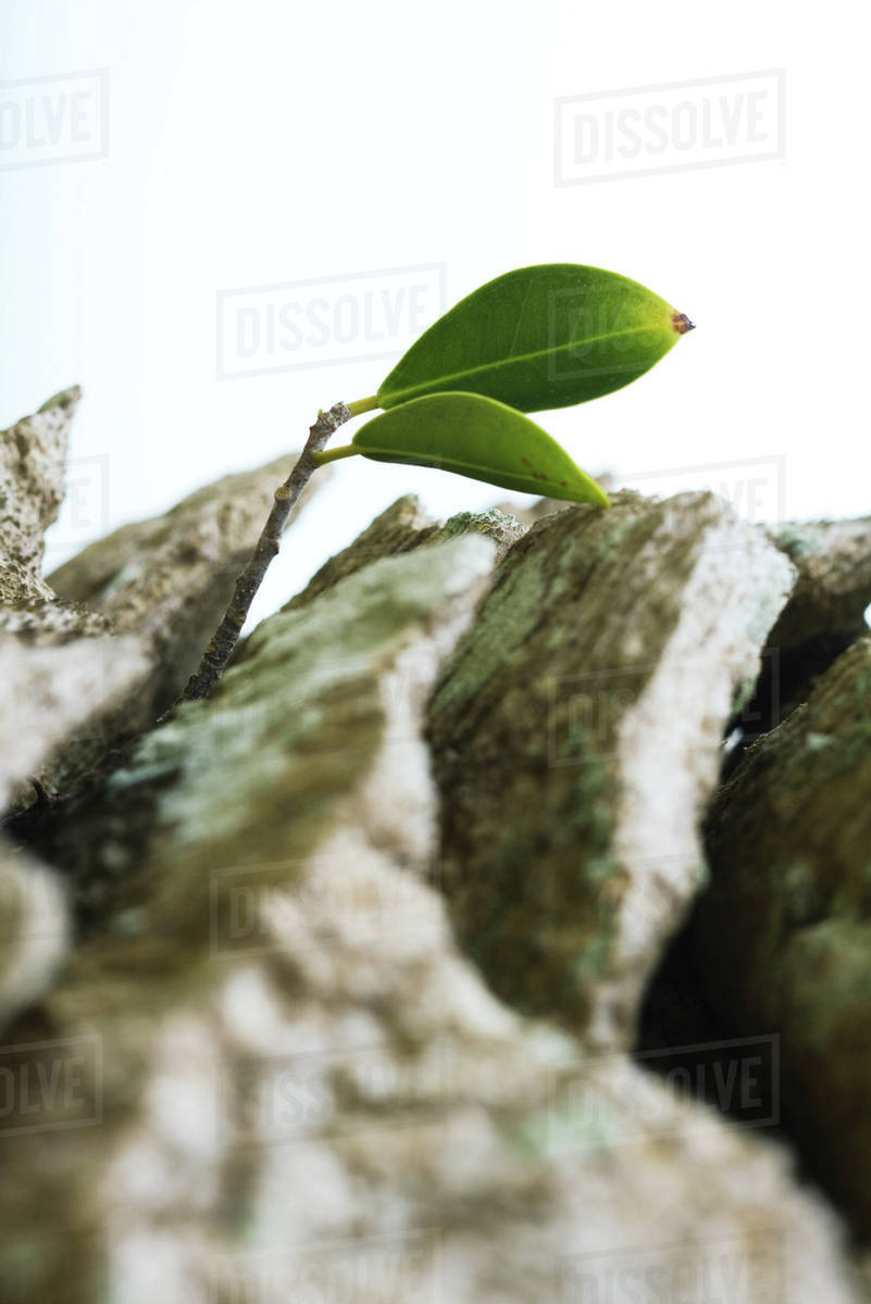 Leaf growing out of tree trunk, extreme close-up - Royalty-free Stock ...
