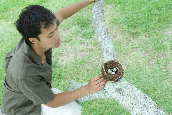 Man perching on tree branch, looking at bird's nest, high angle view ...