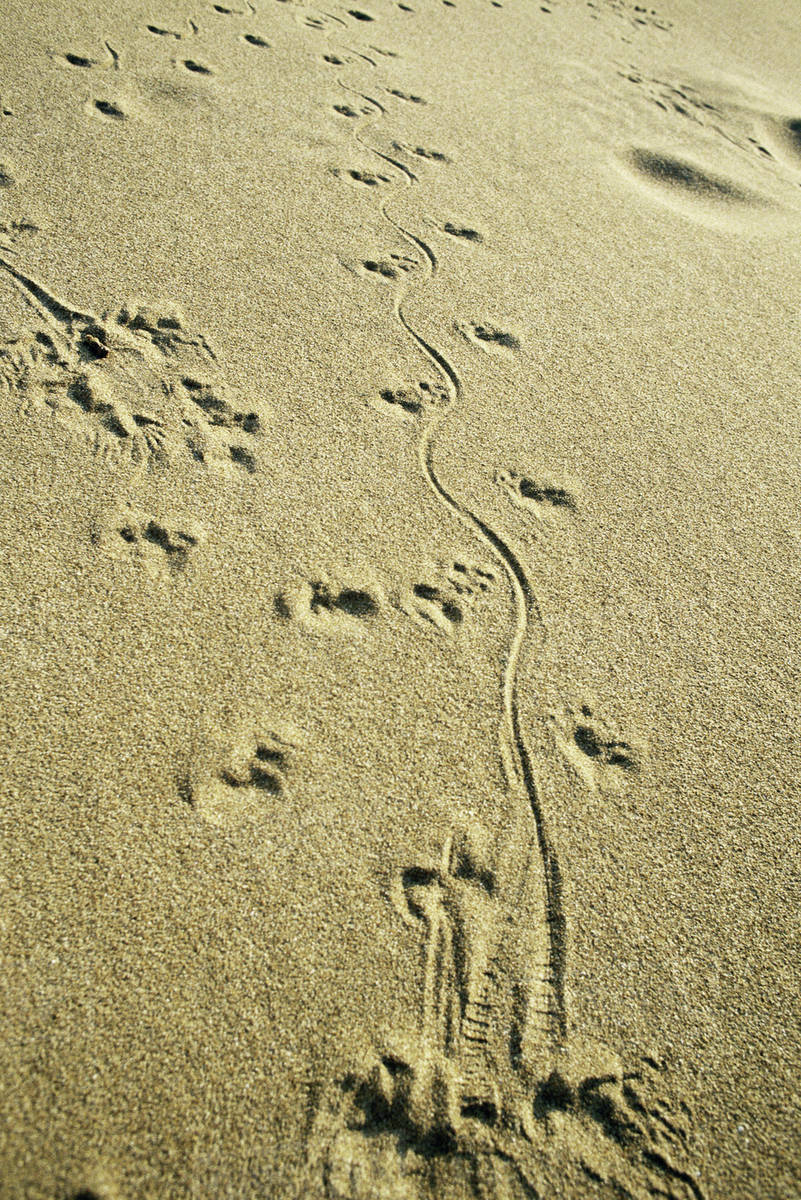 Animal tracks in sand, full frame - Royalty-free Stock Photo | Dissolve