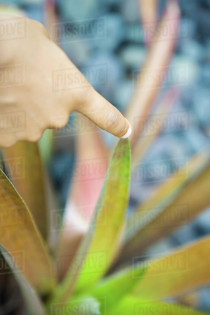 Finger touching tip of leaf, close-up - Royalty-free Stock Photo | Dissolve