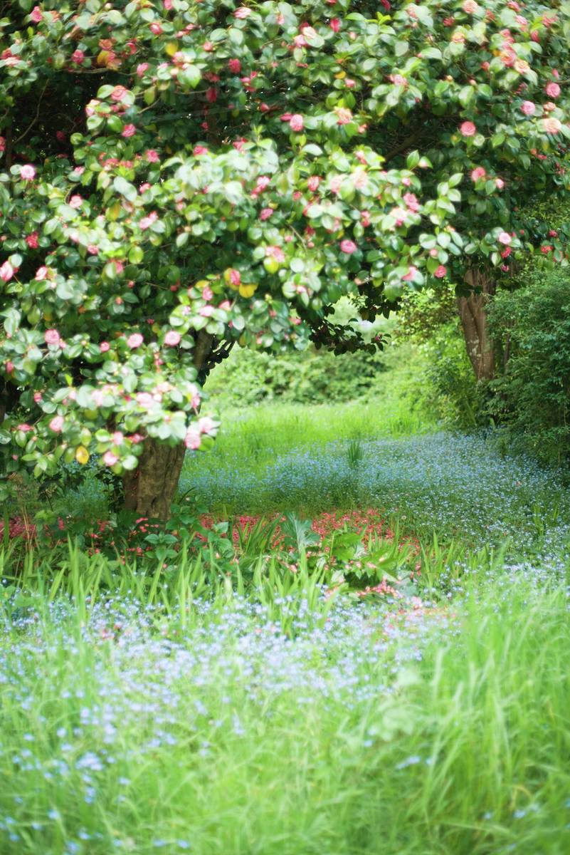 Flowering tree in meadow - Stock Photo - Dissolve