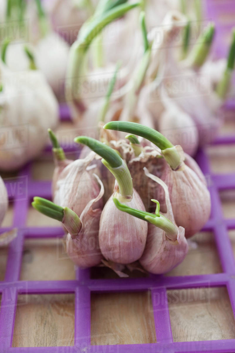 Fresh sprouting garlic - Royalty-free Stock Photo | Dissolve