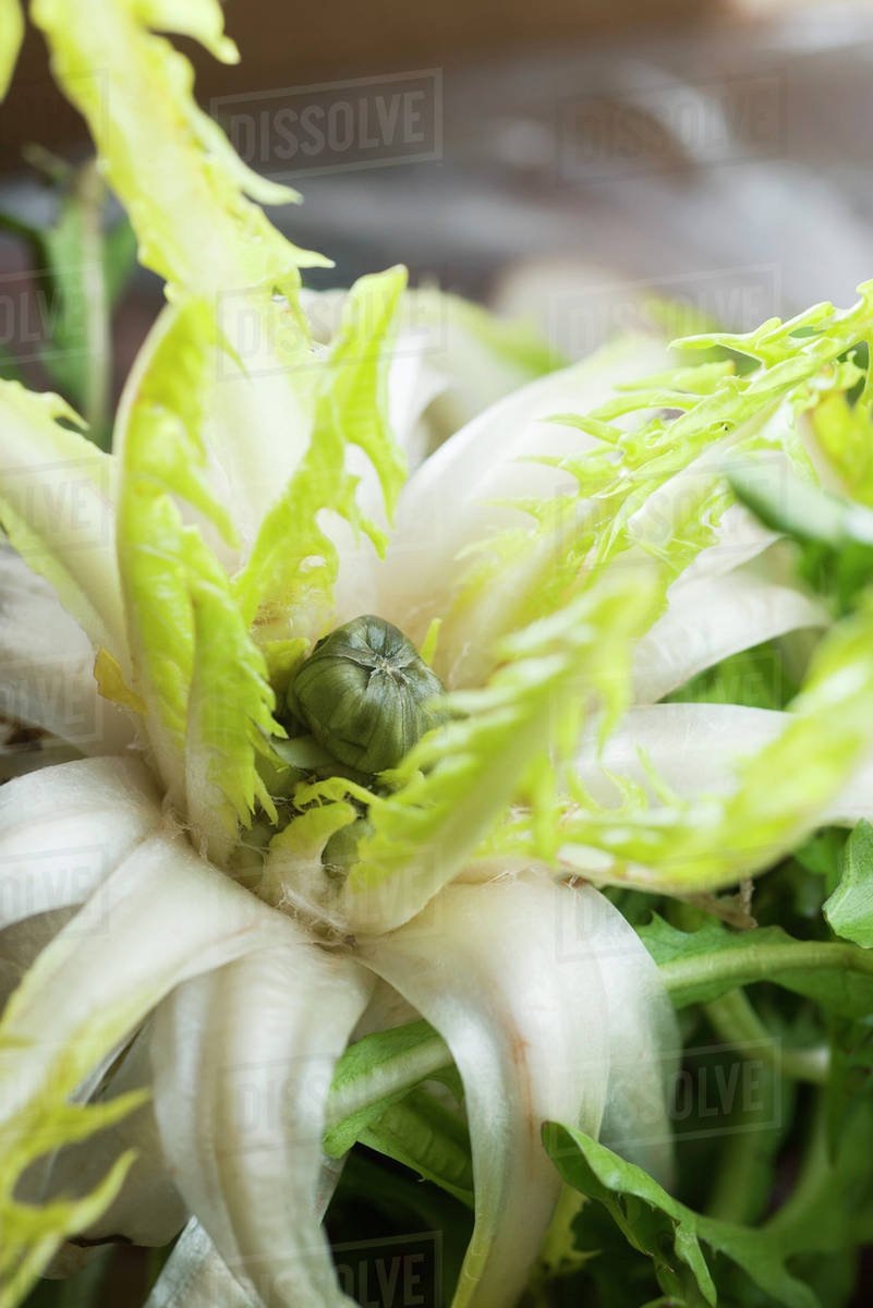 Endive head - Royalty-free Stock Photo | Dissolve