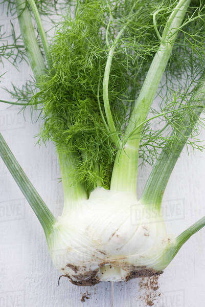 Fresh fennel - Royalty-free Stock Photo | Dissolve