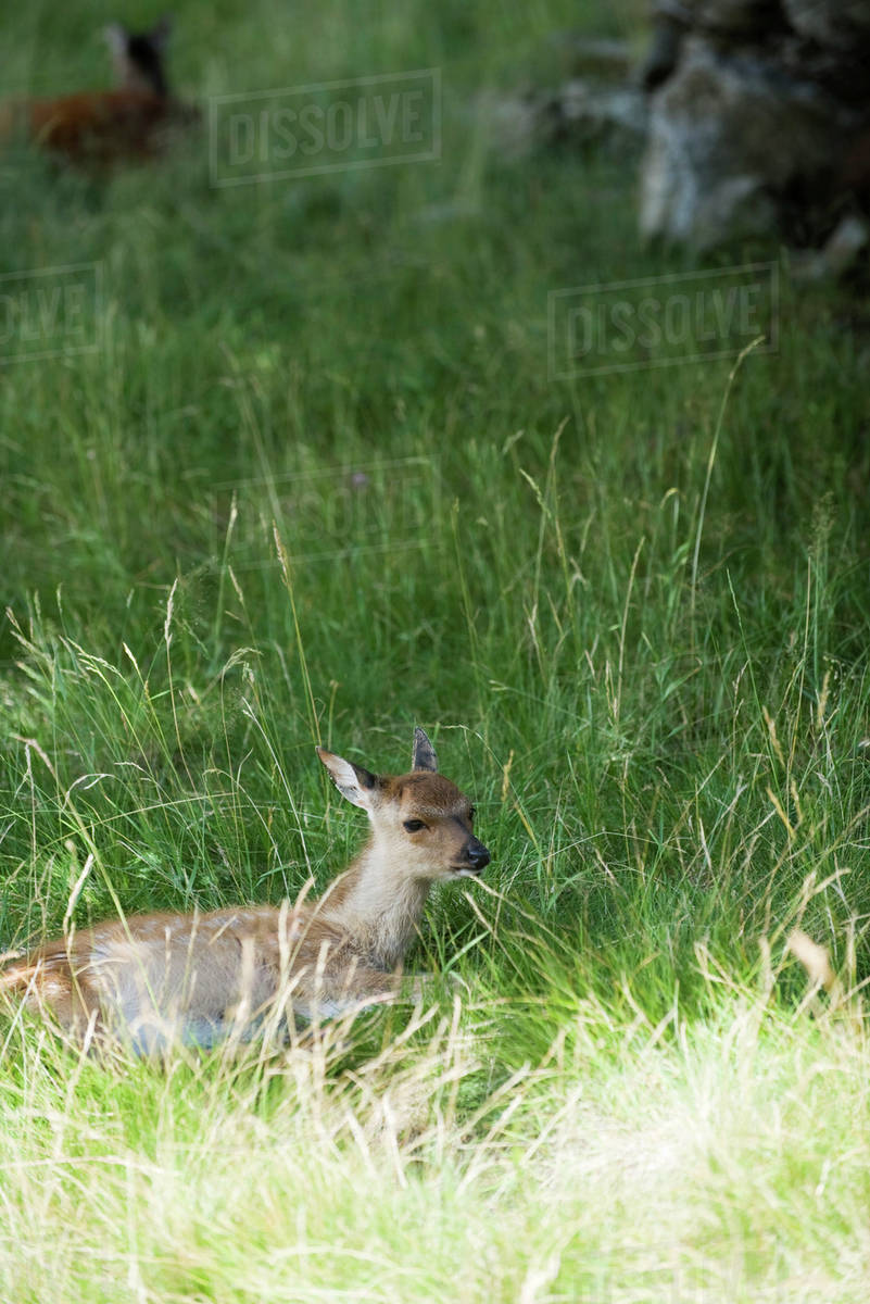 Fawn lying down in grass - Royalty-free Stock Photo | Dissolve