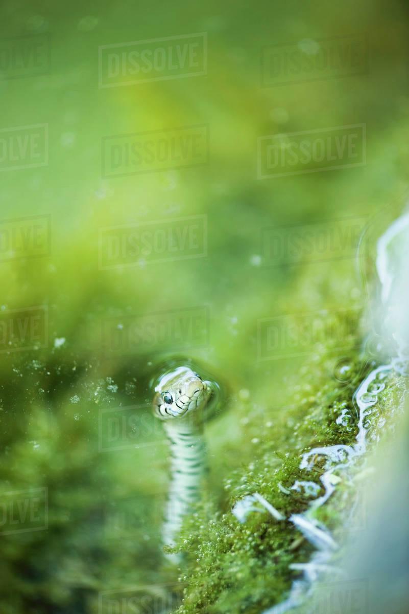 Northern water snake peeking out of water - Royalty-free Stock Photo ...