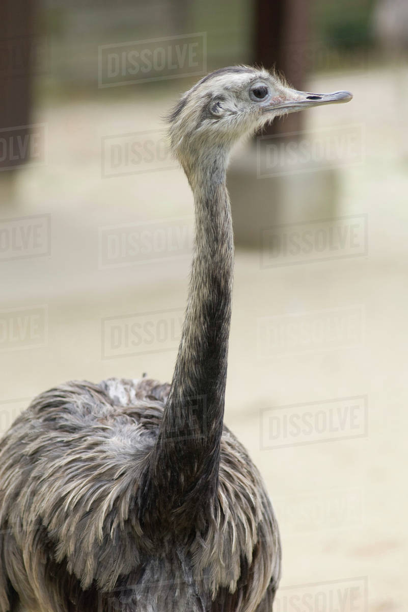 Greater Rhea (Rhea americana) - Royalty-free Stock Photo | Dissolve