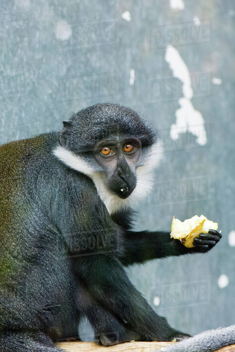 Diana Monkey (Cercopithecus diana), eating fruit - Royalty-free Stock ...