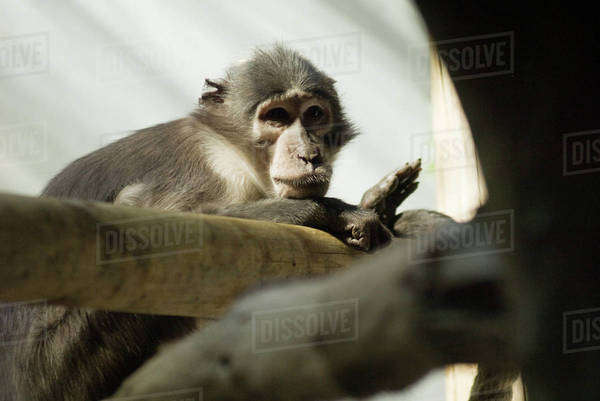 Monkey crouching on branch - Royalty-free Stock Photo | Dissolve