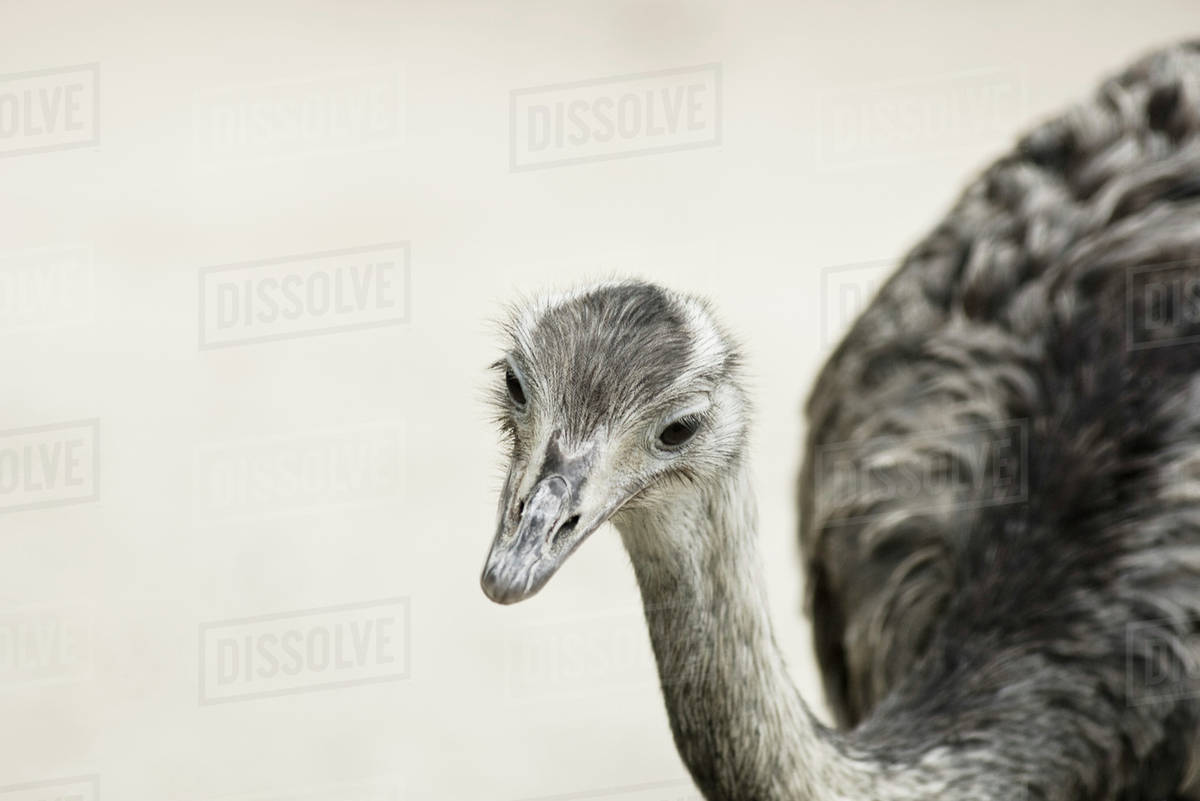 Greater Rhea (Rhea americana) - Royalty-free Stock Photo | Dissolve