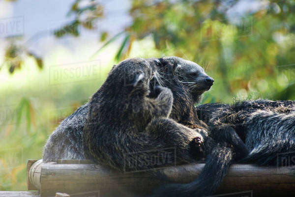 Group of binturong (Arctictis binturong) lying together - Royalty-free ...