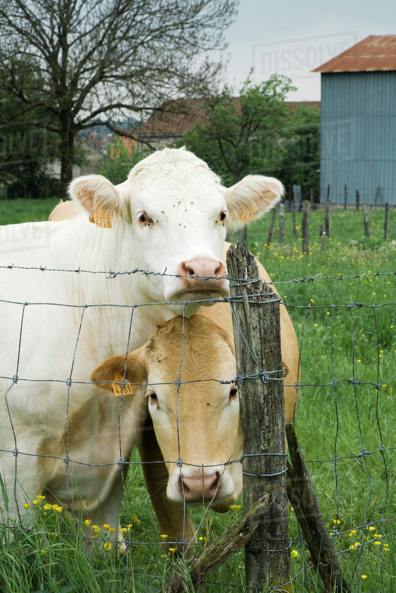 Cows standing beside wire fence, looking at camera - Royalty-free Stock ...