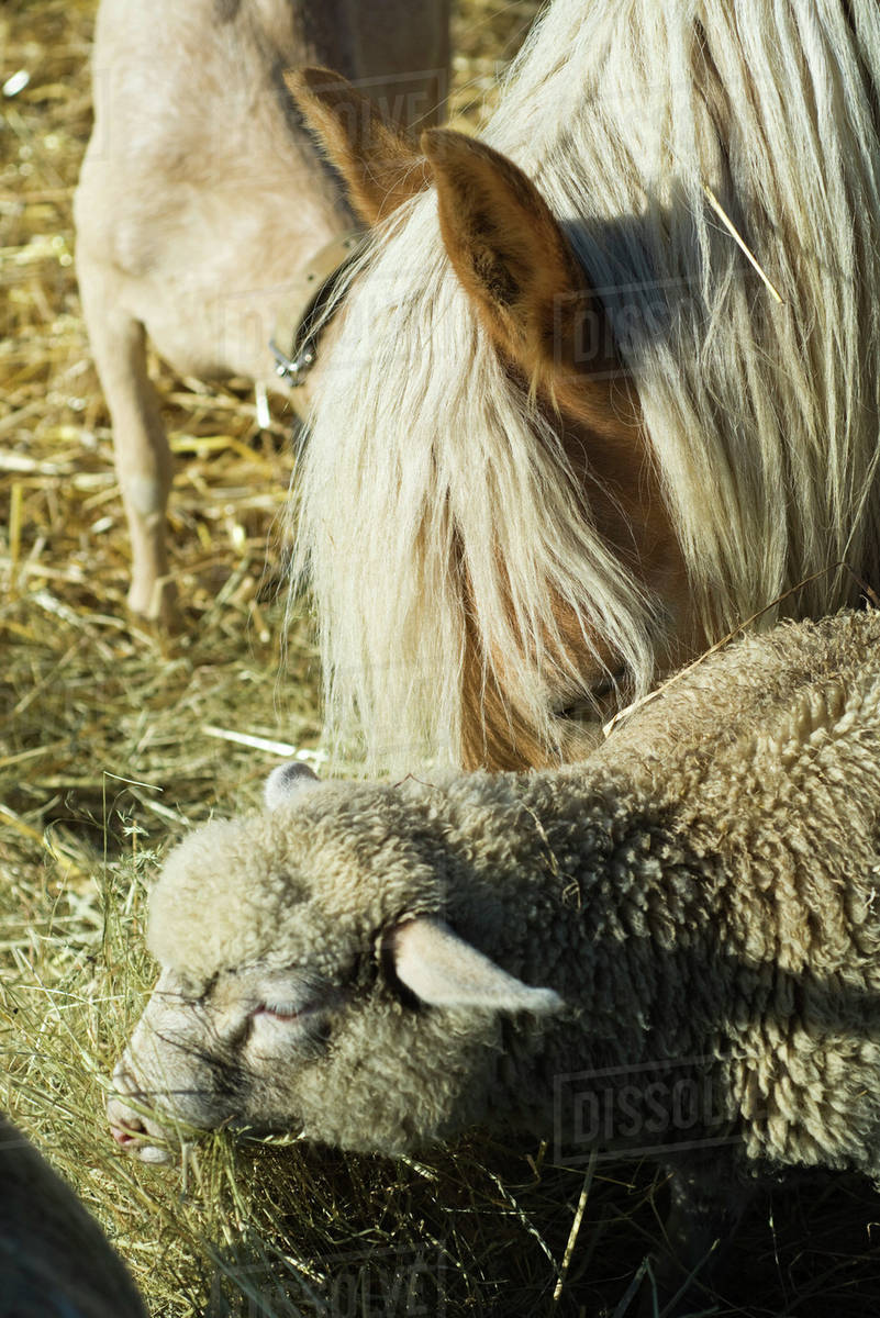 Farm animals eating hay, close-up - Royalty-free Stock Photo | Dissolve