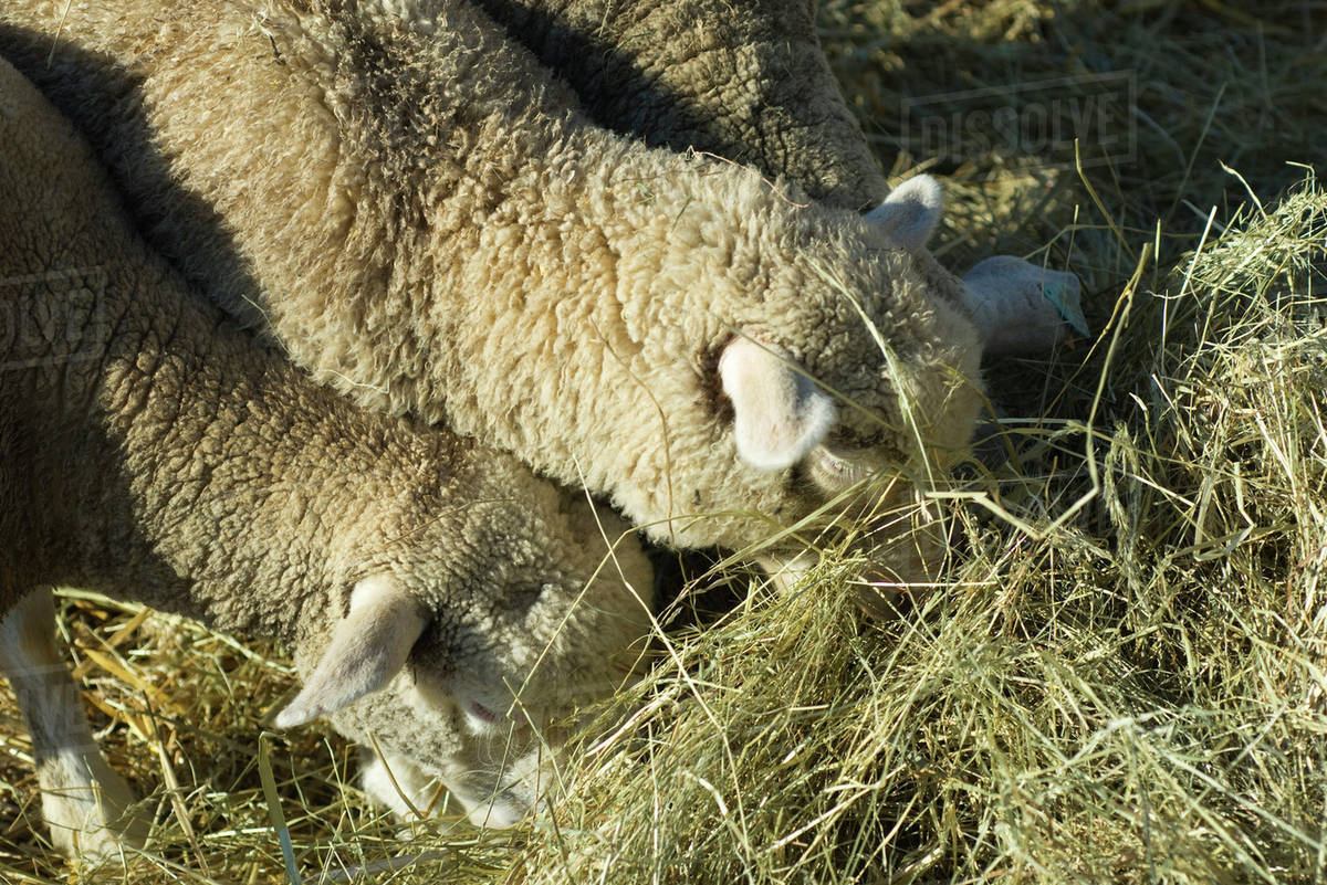 Sheep eating hay - Stock Photo - Dissolve
