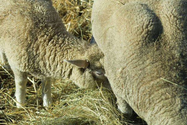 Mother sheep nursing lamb - Royalty-free Stock Photo | Dissolve