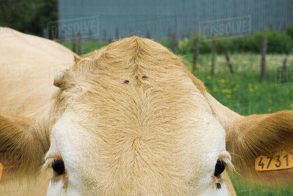Cow with flies on its head, extreme close-up - Royalty-free Stock Photo ...