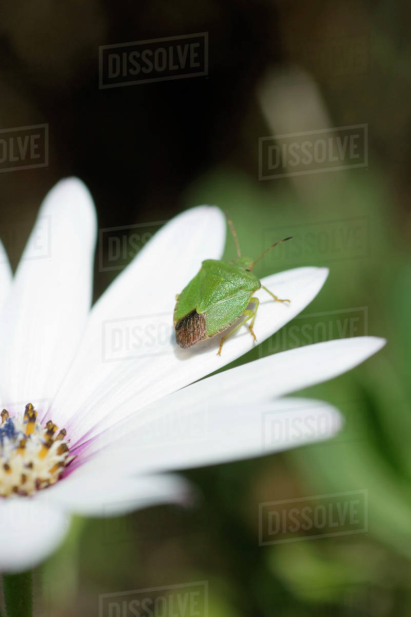 Green stink bug on white flower - Royalty-free Stock Photo | Dissolve