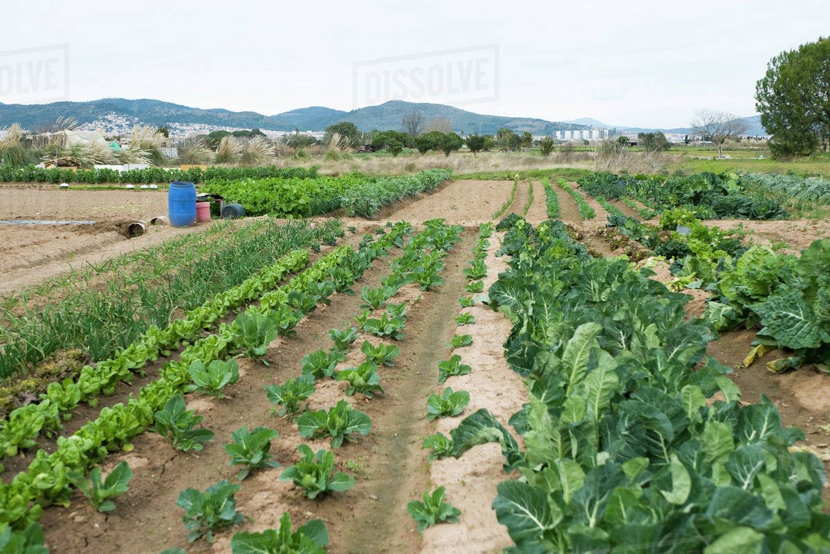 Variety of vegetables growing in field - Stock Photo - Dissolve