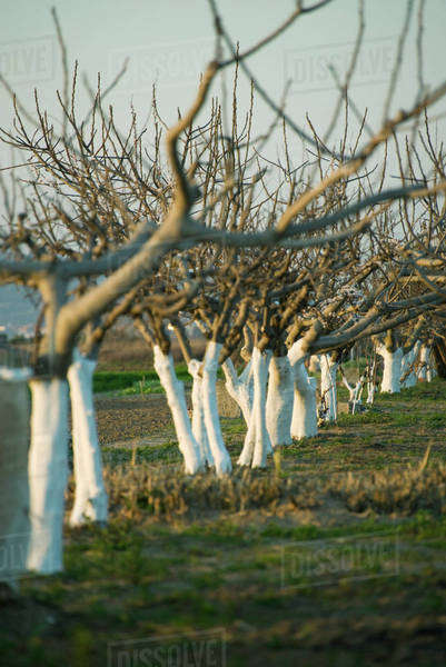Bare fruit trees in orchard - Royalty-free Stock Photo | Dissolve