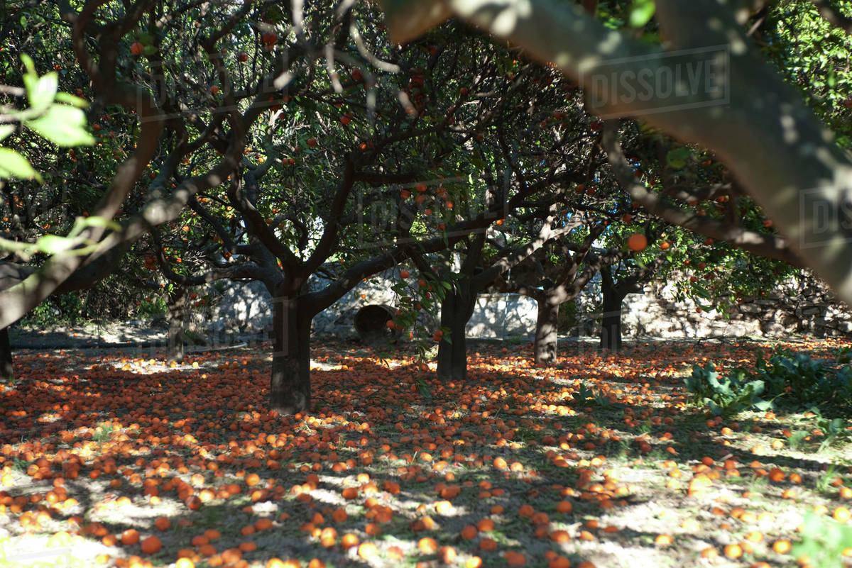 Orange tree heavy with fruit surrounded by fallen rotting fruit on ...