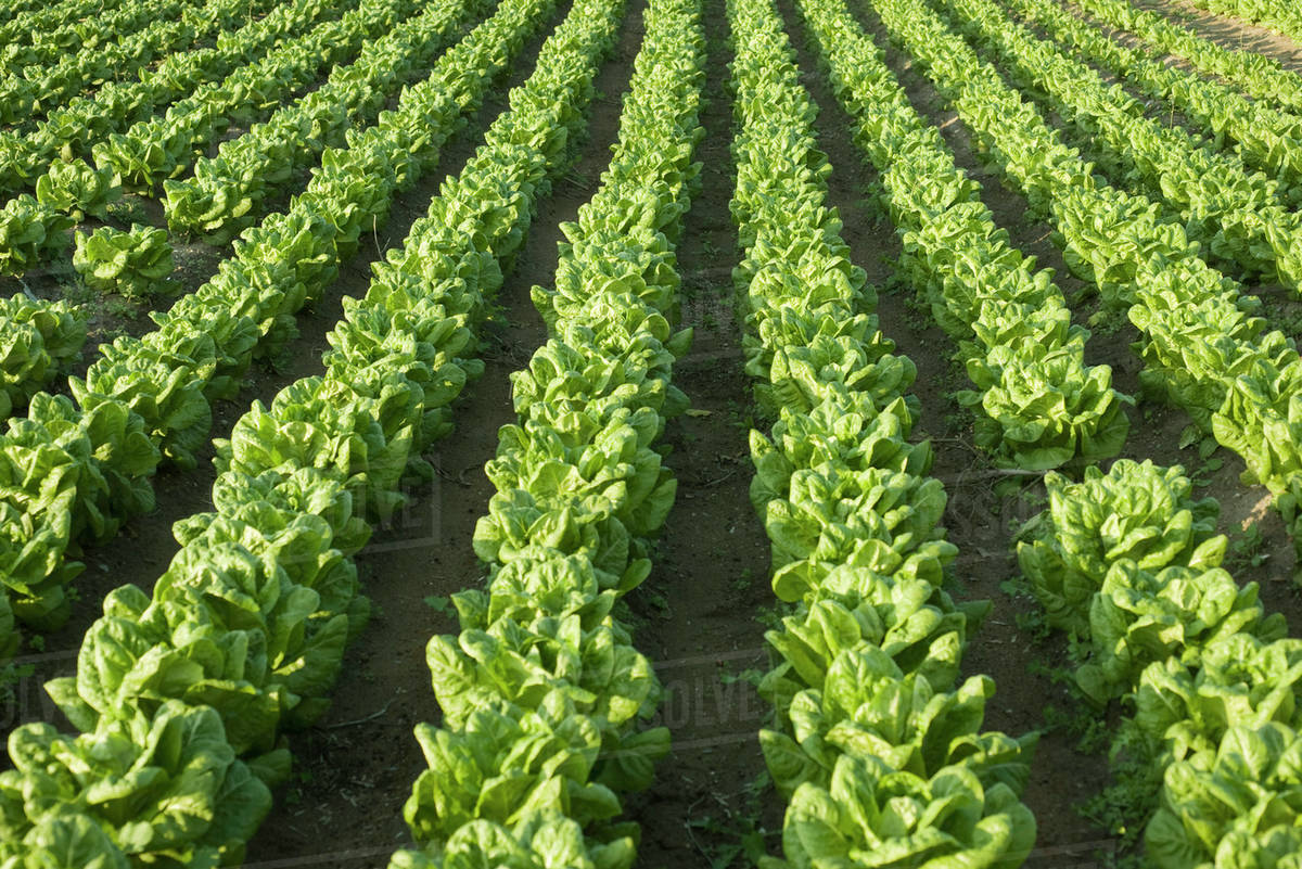Field of lush chicory plants - Royalty-free Stock Photo | Dissolve