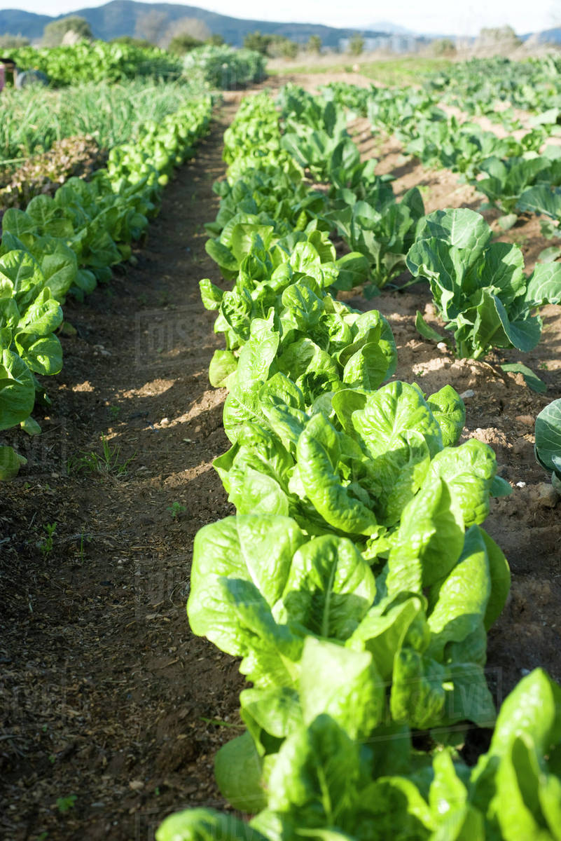 Chicory growing in vegetable garden - Stock Photo - Dissolve