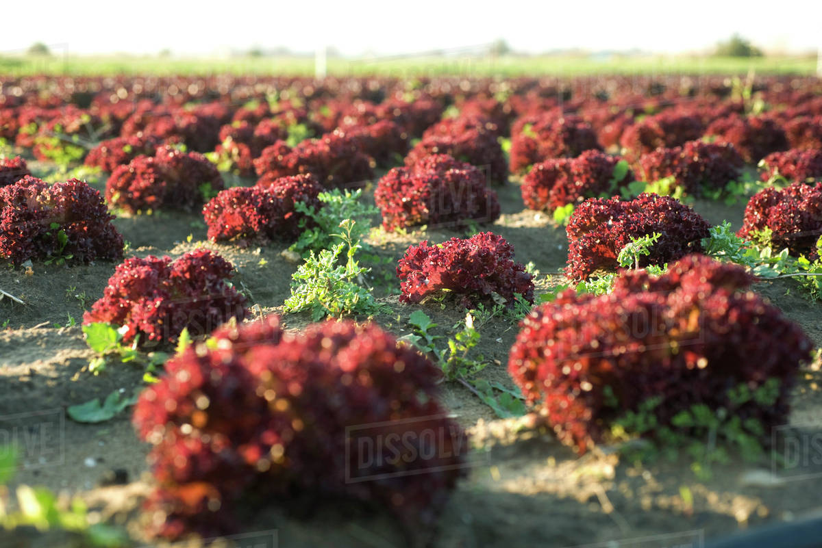 Merlot lettuce growing in field - Royalty-free Stock Photo | Dissolve