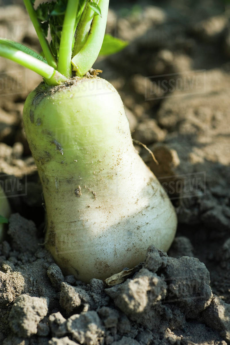 White radish growing in vegetable garden - Royalty-free Stock Photo ...