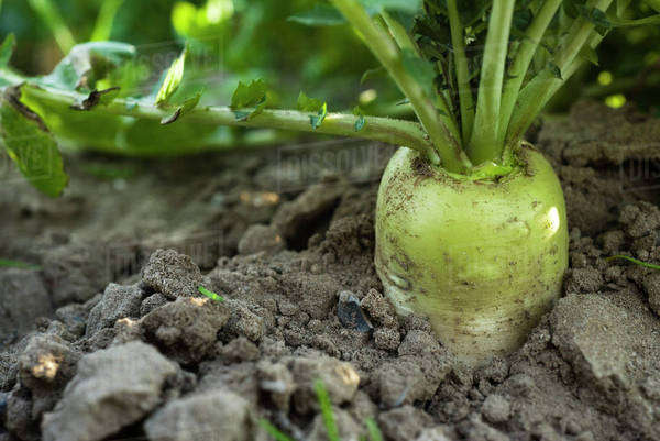White radish growing in vegetable garden - Royalty-free Stock Photo ...