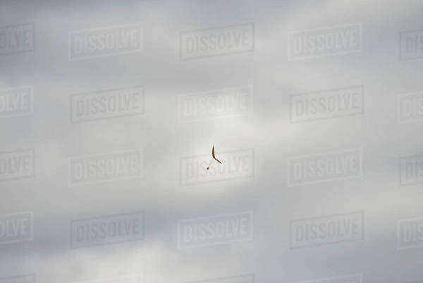Leaf floating against overcast sky - Stock Photo - Dissolve