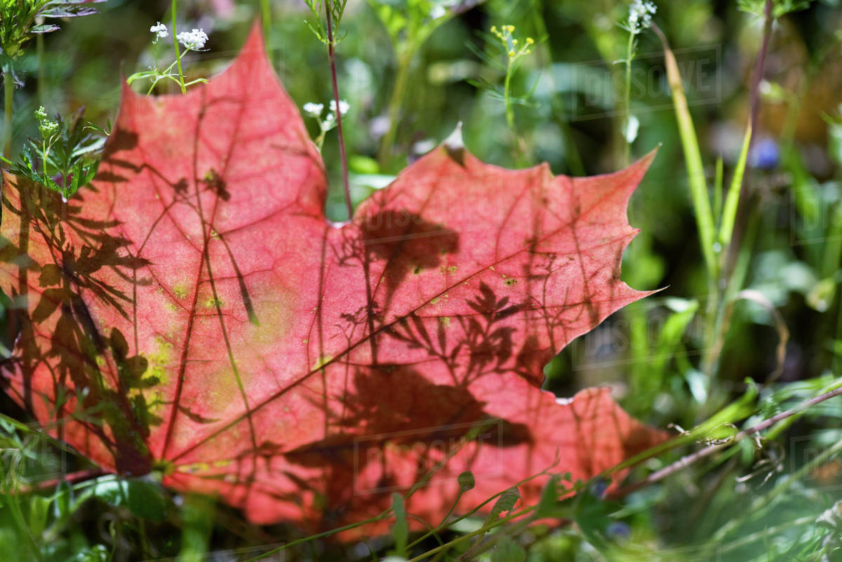 Red maple leaf in grass, backlit - Royalty-free Stock Photo | Dissolve