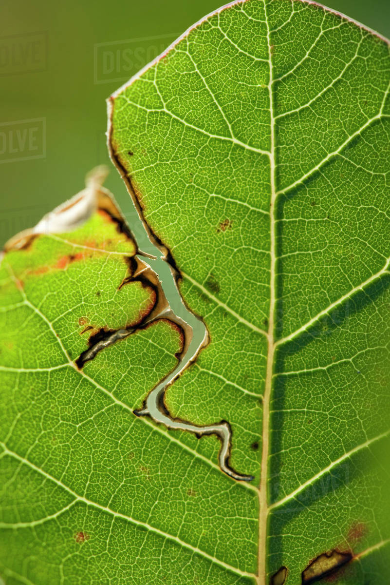 Damaged leaf, close-up - Stock Photo - Dissolve