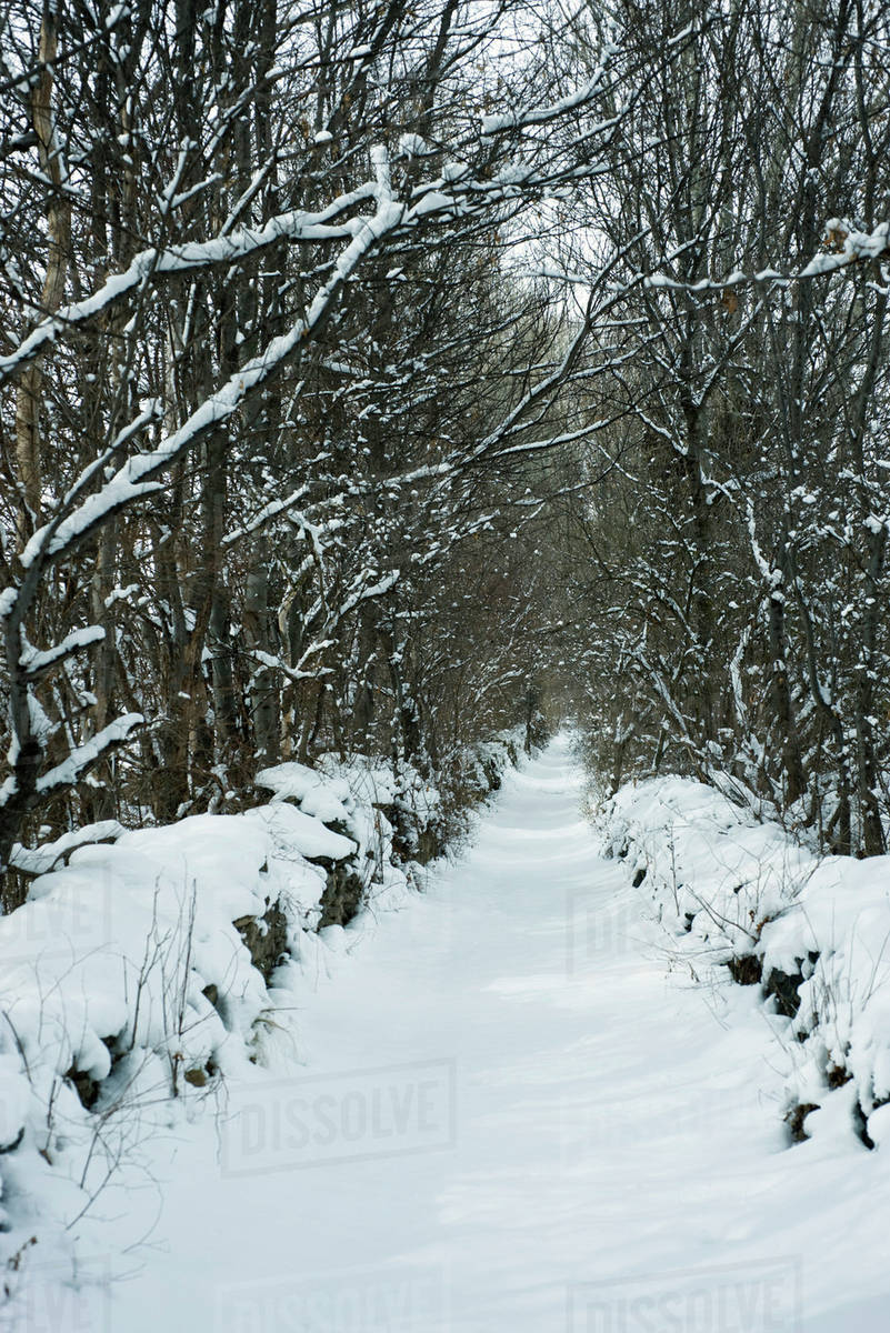 Tree-lined path in snow - Stock Photo - Dissolve