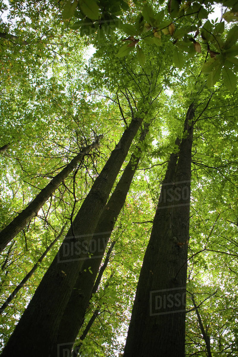 Tall trees, low angle view - Royalty-free Stock Photo | Dissolve