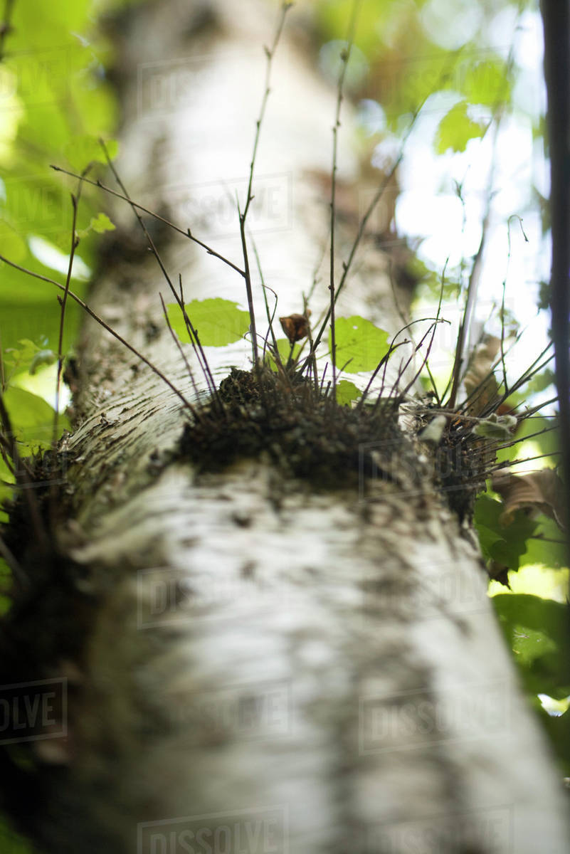 Tree trunk vegetation growing out of it, close-up - Royalty-free Stock ...