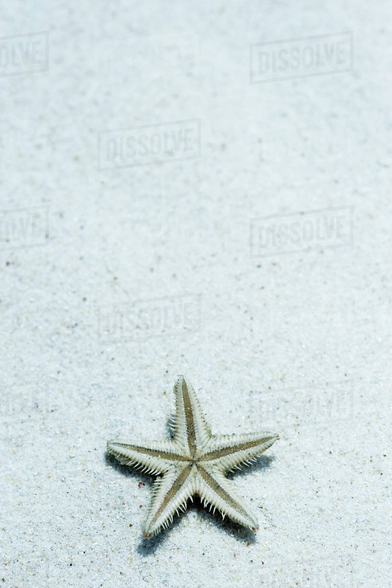 Starfish upside down on sand - Royalty-free Stock Photo | Dissolve