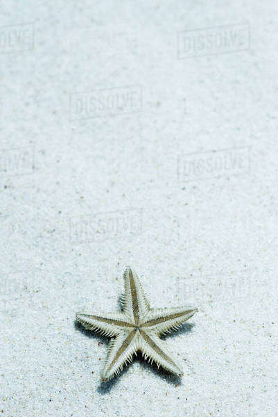 Starfish upside down on sand - Royalty-free Stock Photo | Dissolve