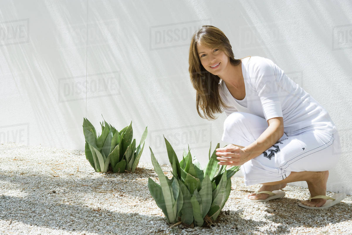 Woman crouching by snake plants (sansevieria trifasciata) planted in ...