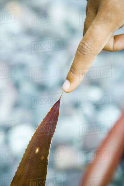 Finger pointing at sharp leaf, extreme close-up - Stock Photo - Dissolve