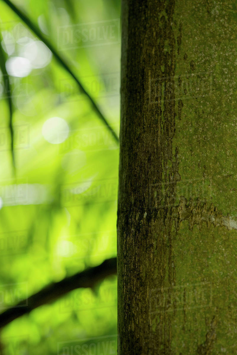 Close-up of tropical tree trunk - Royalty-free Stock Photo | Dissolve